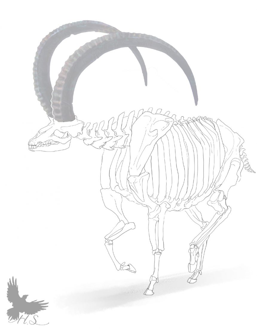 Moonhorn | Caligo Mythology | H.S. Crow